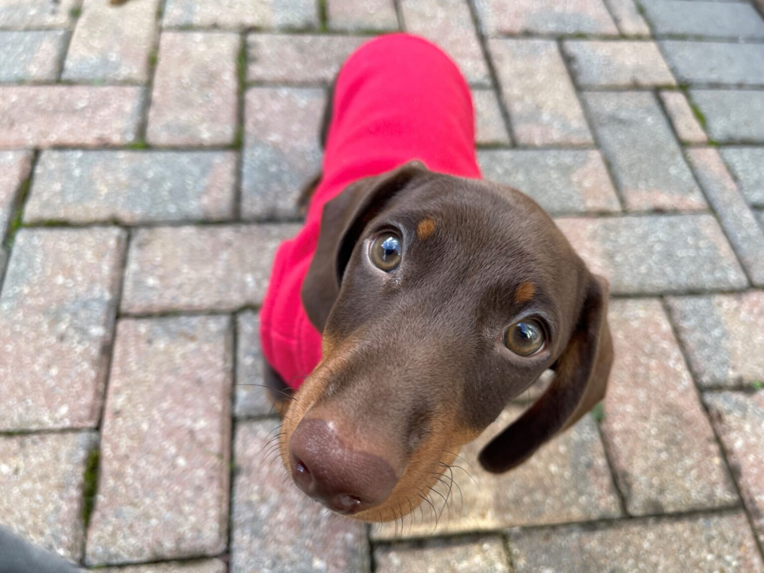 Meet Our Dogs - Burrell's Estate Agency